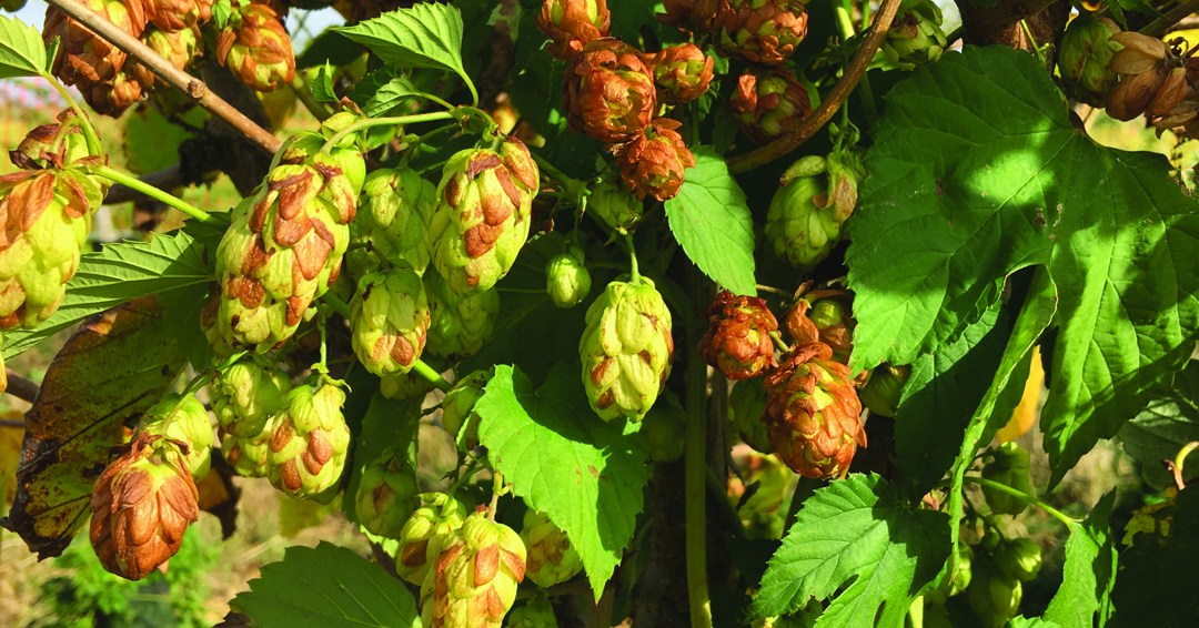 Humle (Humulus lupulus)