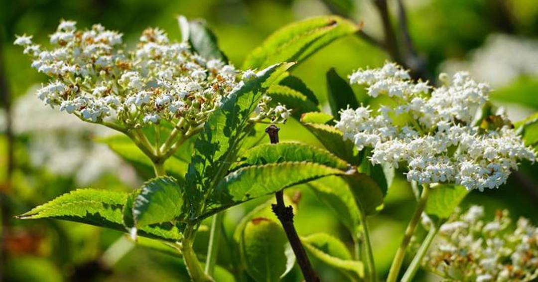 Hyld (Sambucus nigra)
