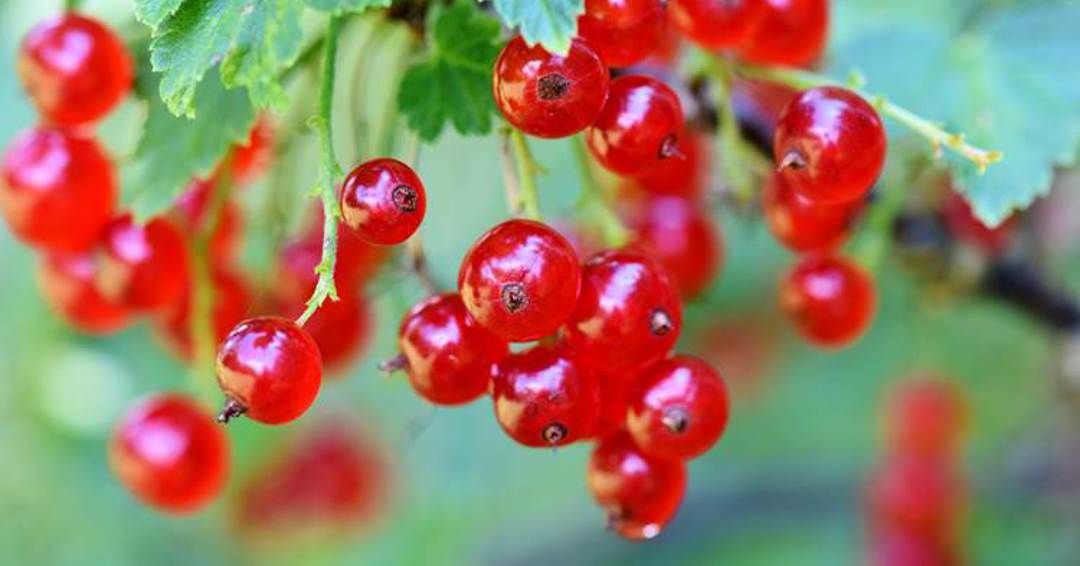Ribs (Ribes rubrum)