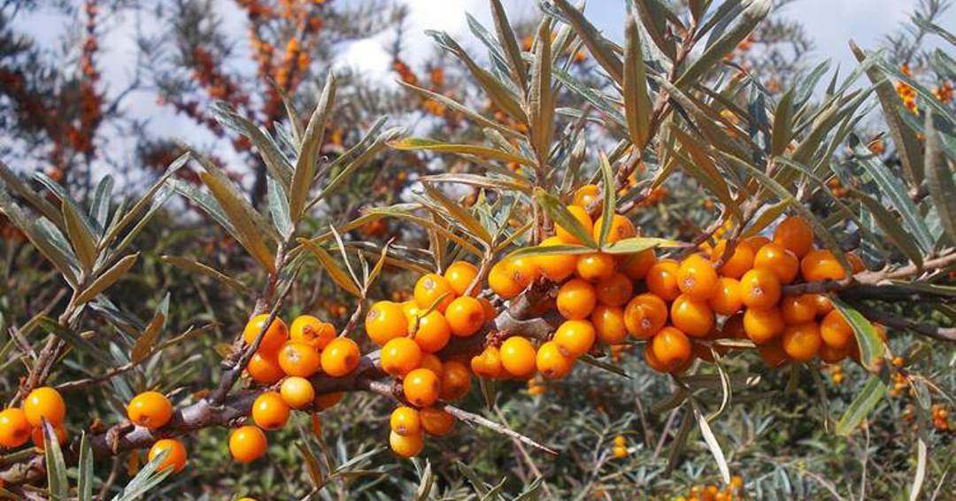 Havtorn (Hippophaë rhamnoides)